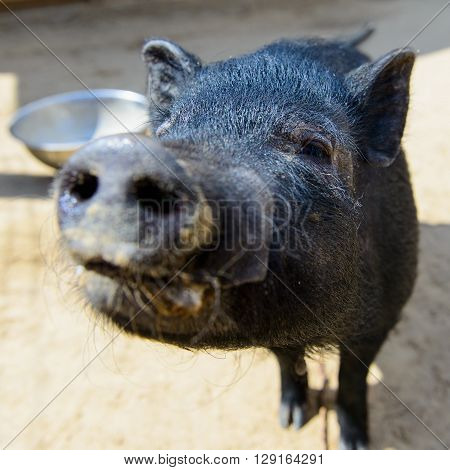 Animal Black Pig Image & Photo (Free Trial) | Bigstock