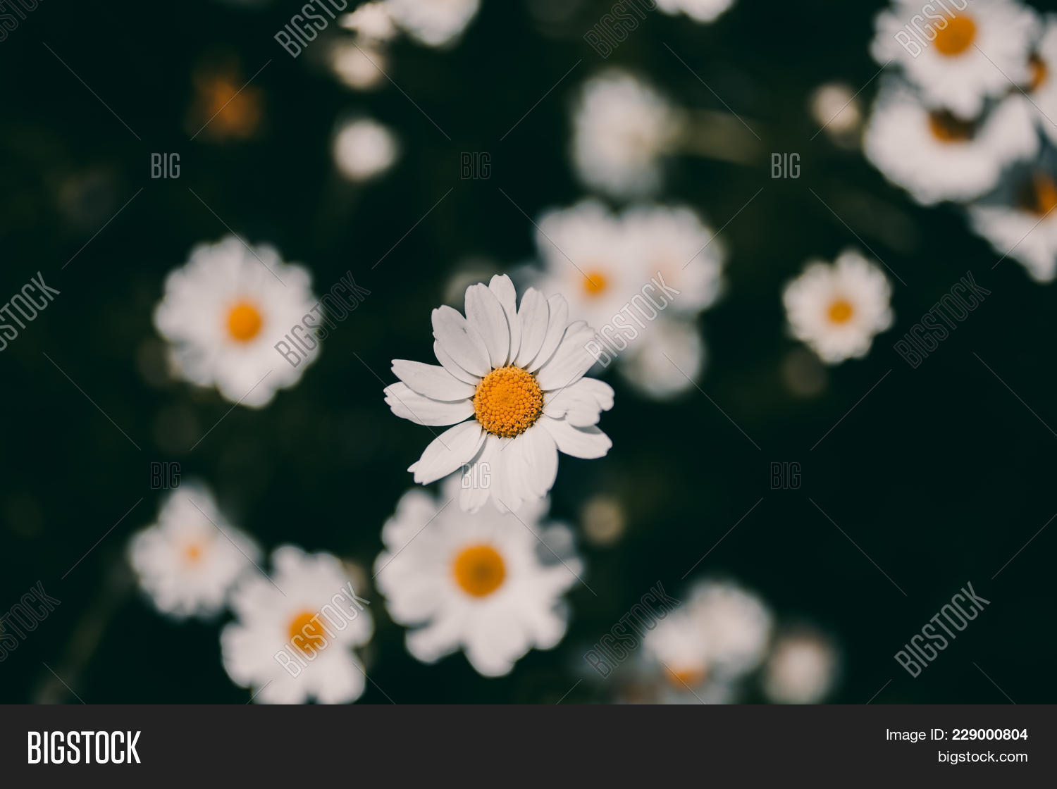 Vintage Daisies Background