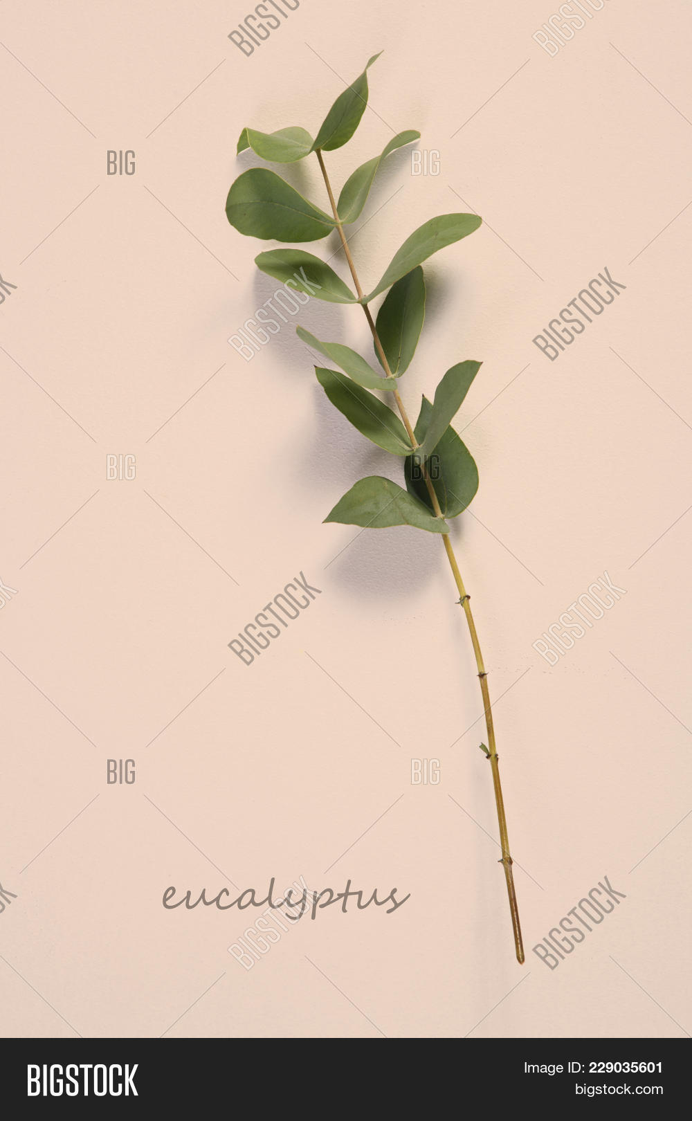 Asmanian Blue Gum, Image & Photo (Free Trial) | Bigstock