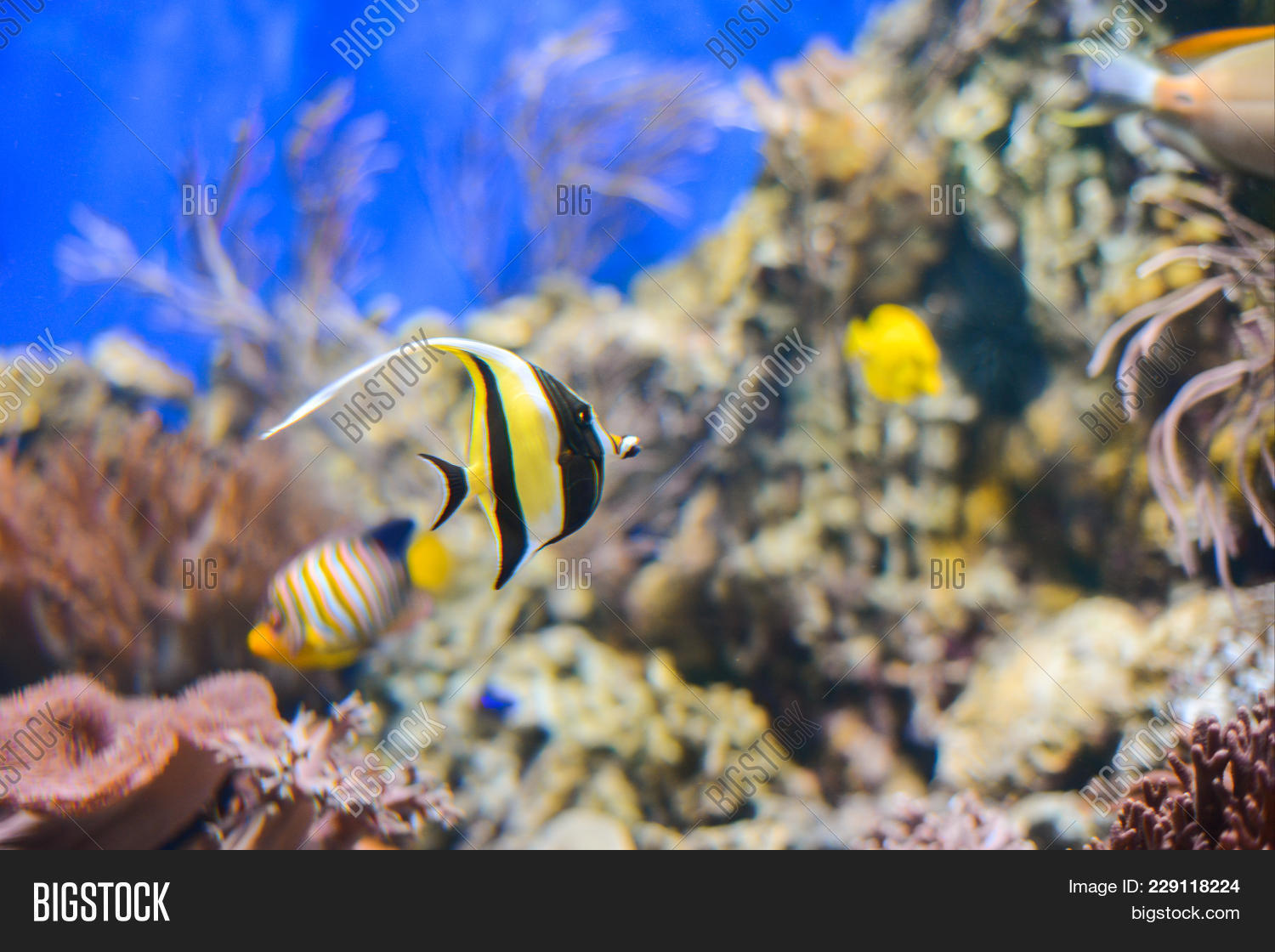 Tropical Fish Pennant Image & Photo (Free Trial) | Bigstock