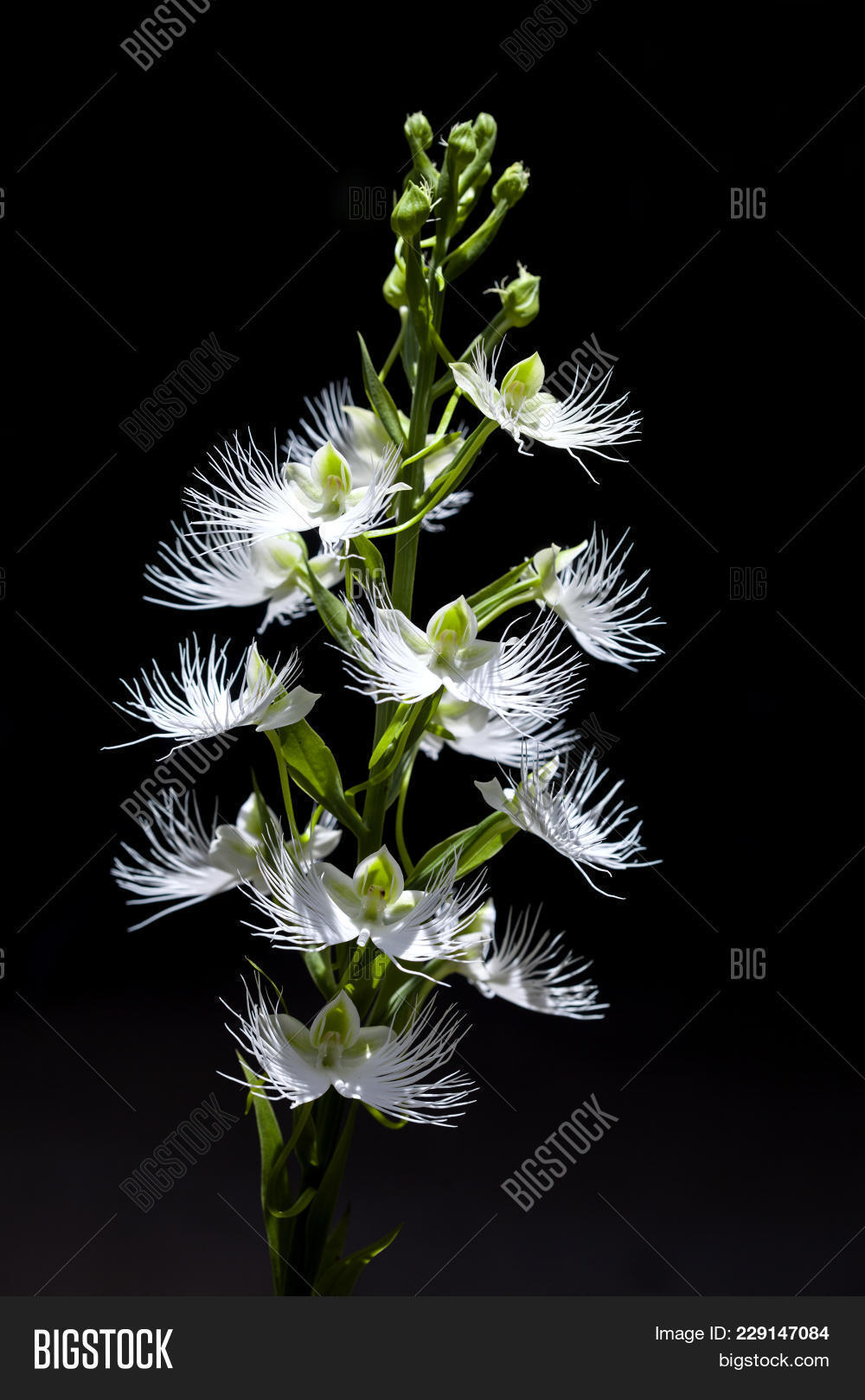 Pecteilis Susannae (l Image & Photo (Free Trial) | Bigstock