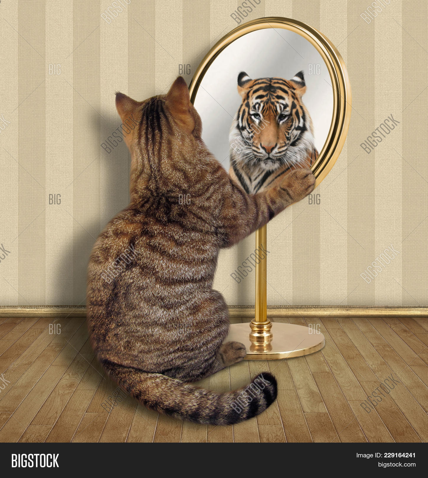Imagen y foto Cat Looks His (prueba gratis) | Bigstock