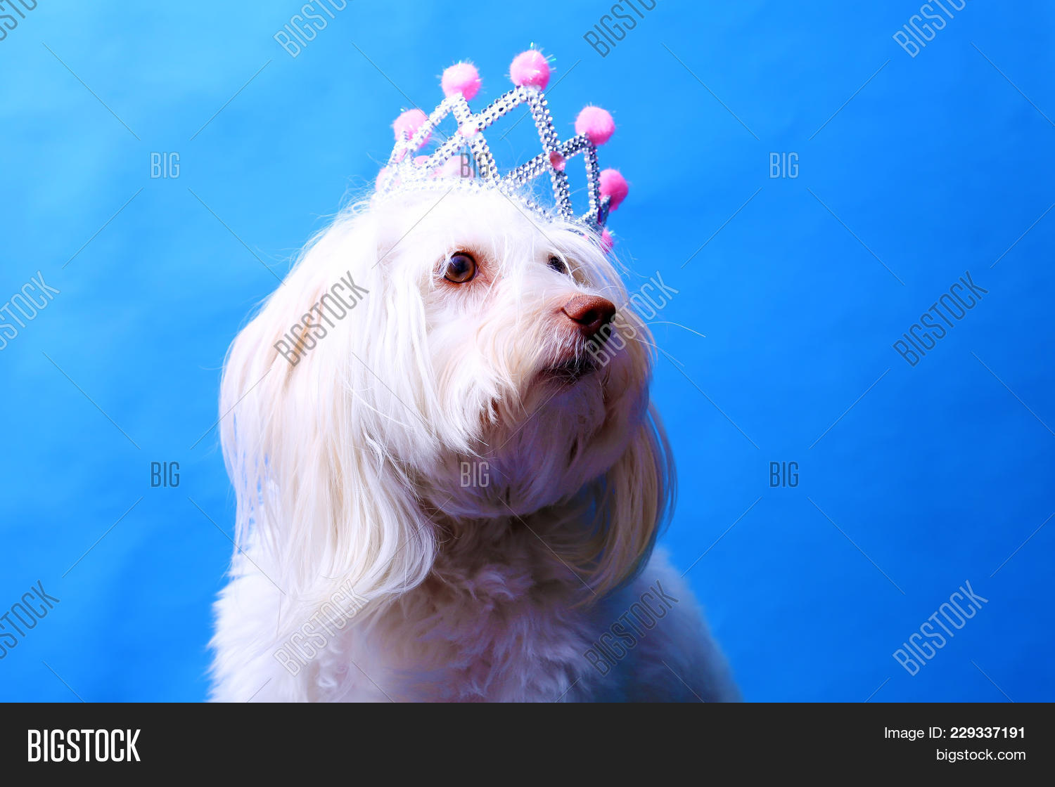 Maltese Dog Wears Her Image & Photo (Free Trial) | Bigstock