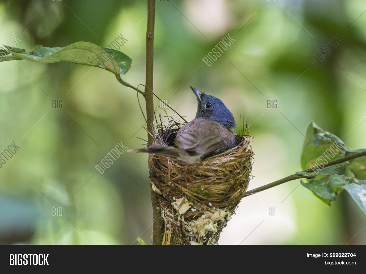Beautiful Bird. Mother Image & Photo (Free Trial) | Bigstock