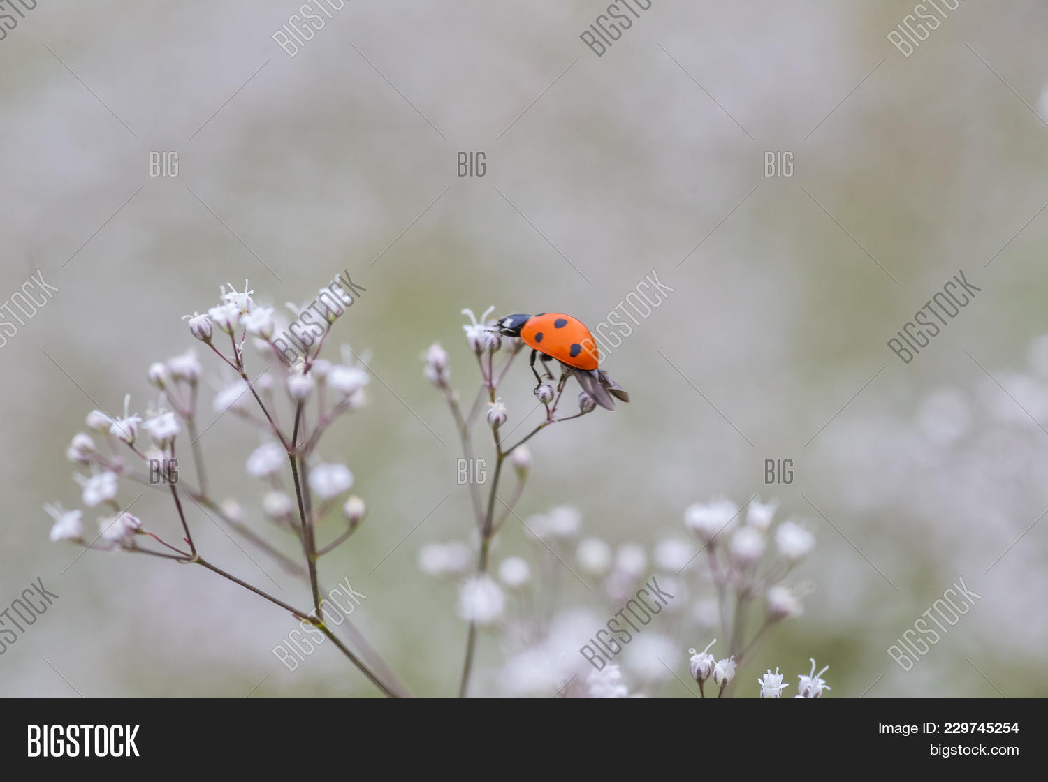 Ladybug On White Small Image & Photo (Free Trial) | Bigstock