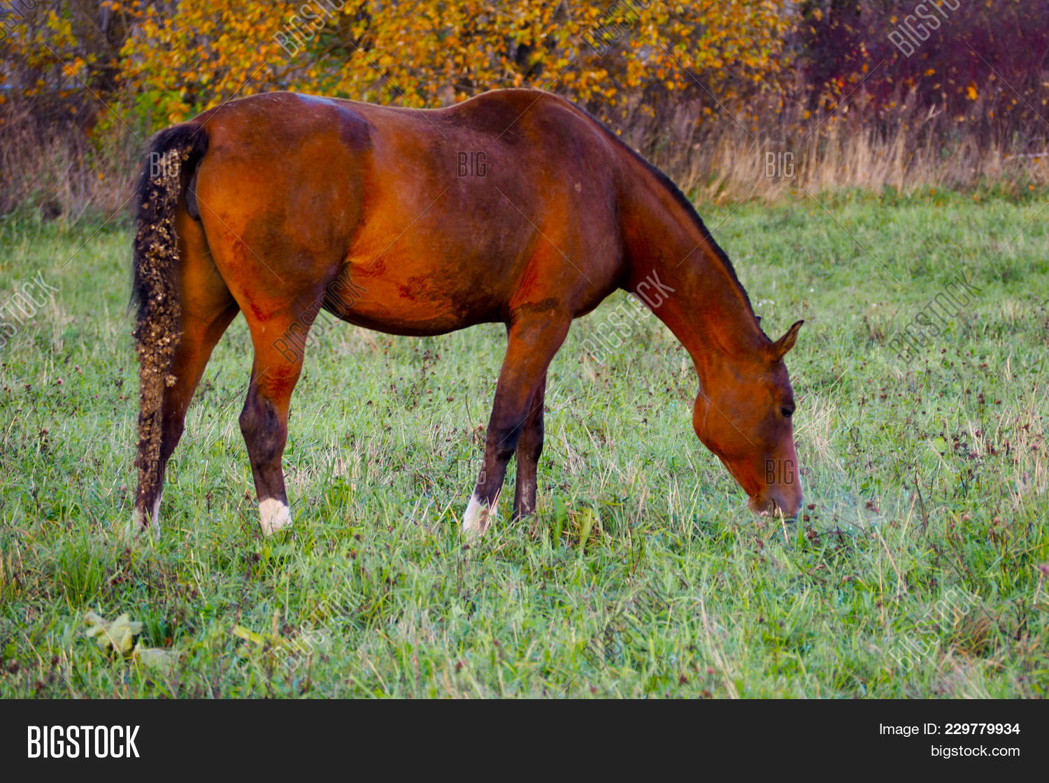 how to draw a horse grazing
