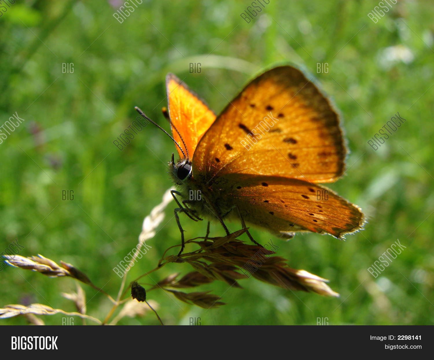 Weird Looking Image & Photo (Free Trial) | Bigstock