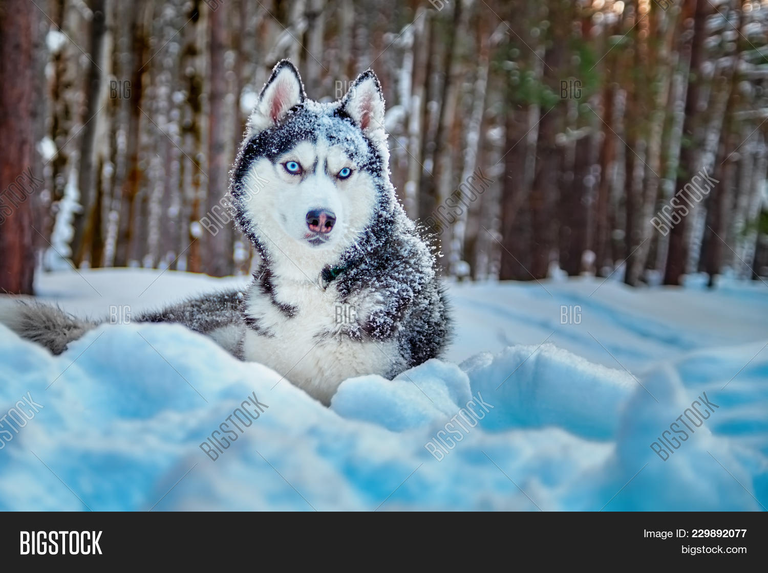 Cute Husky Puppies With Blue Eyes In Snow