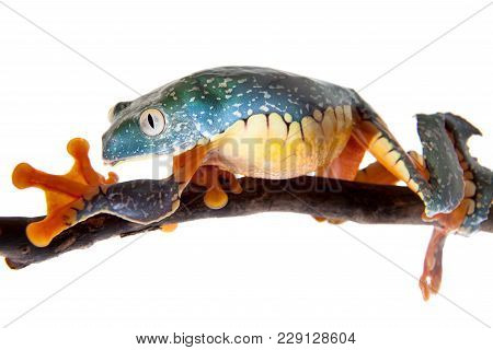 Fringe Tree Frog, Image & Photo (Free Trial) | Bigstock