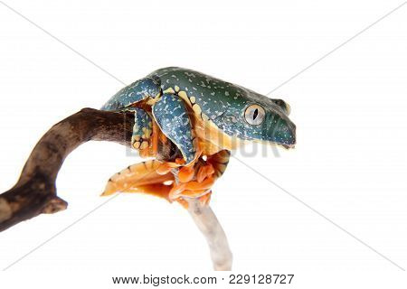 Fringe Tree Frog, Image & Photo (Free Trial) | Bigstock