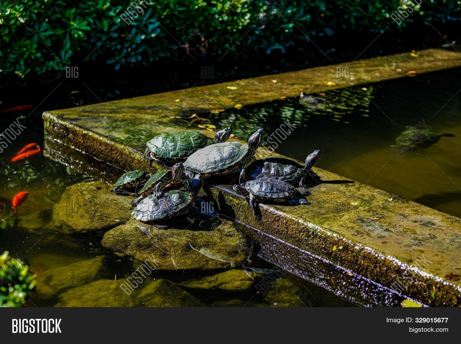 Pet Aquatic Turtles Image & Photo (Free Trial) | Bigstock