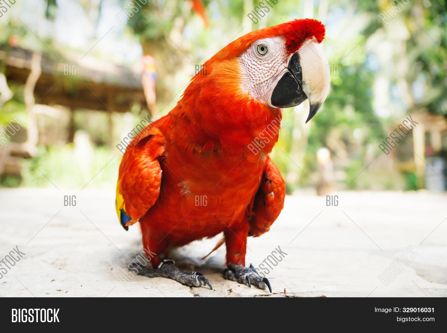 Walking Red Macaw Image & Photo (Free Trial) | Bigstock