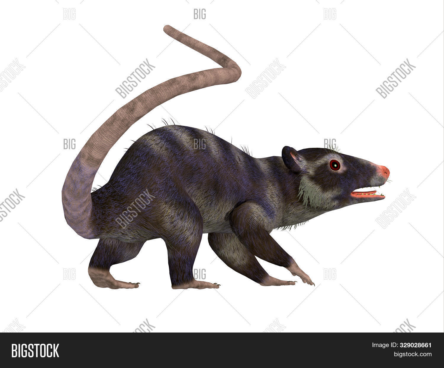 Purgatorius Primate Image & Photo (Free Trial) | Bigstock