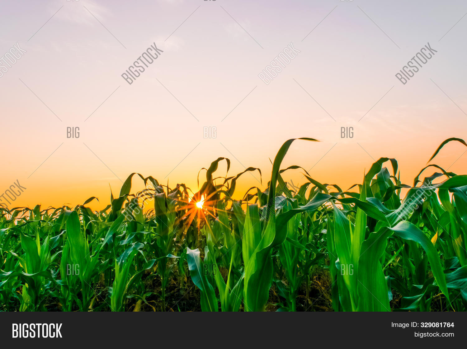 Sunset Over Corn Image & Photo (Free Trial) | Bigstock