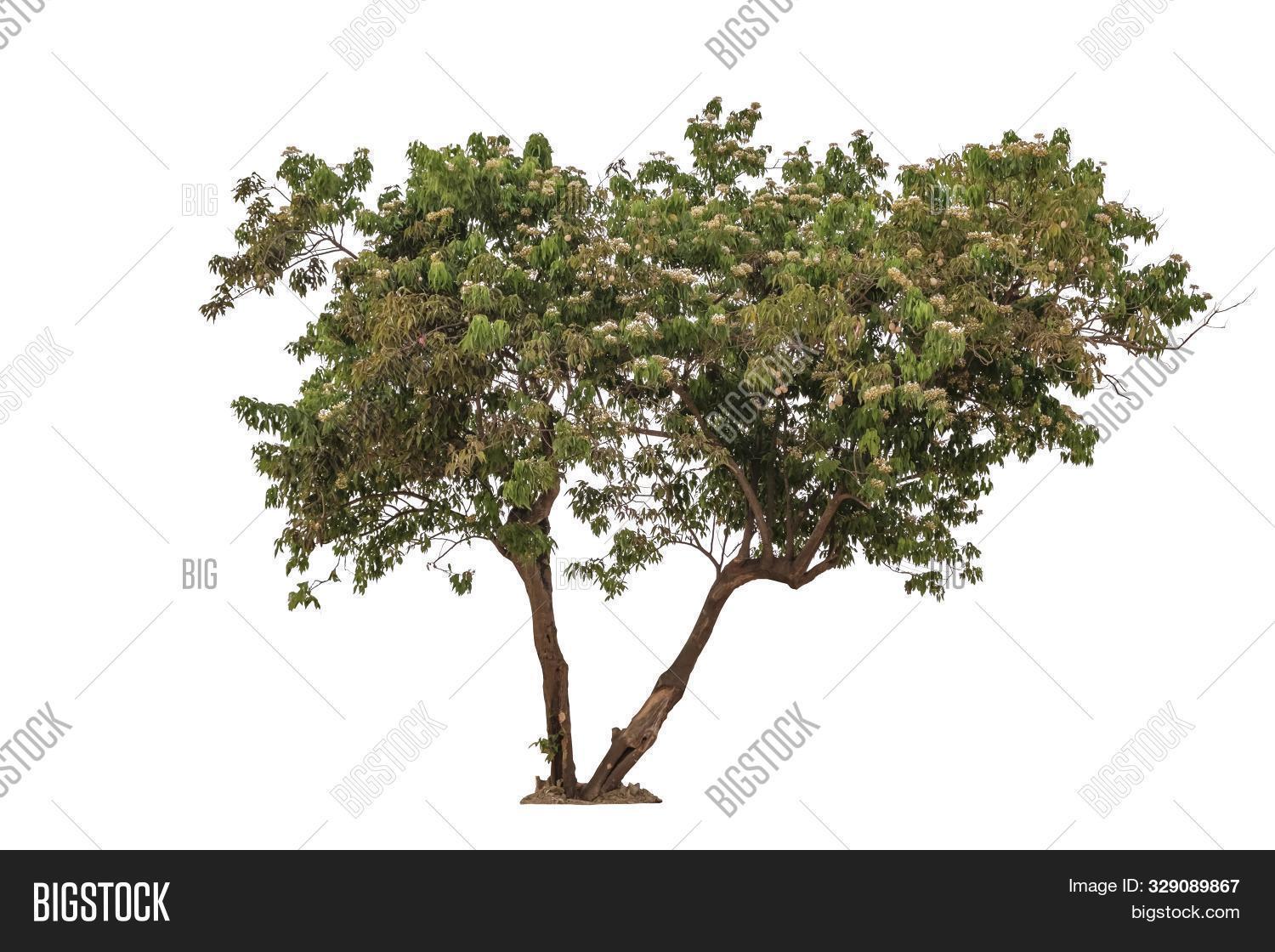 Tree Dicut Isolated On Image & Photo (Free Trial) | Bigstock