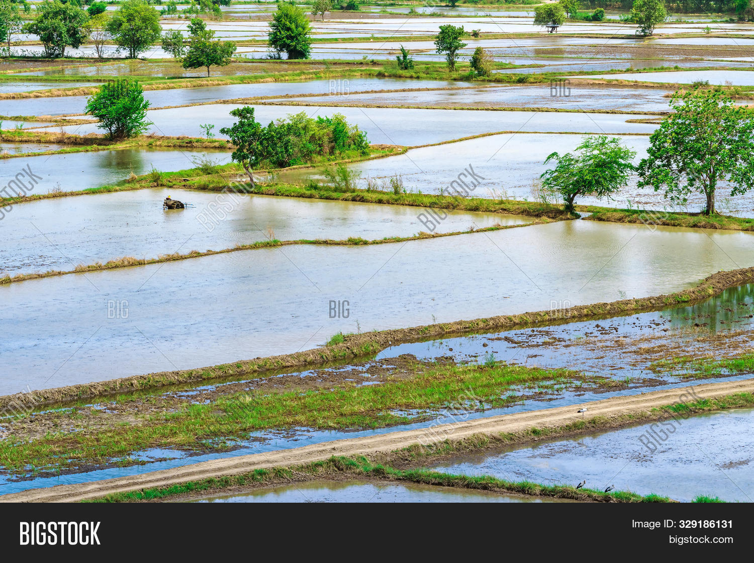 Scenery Flooded Rice Image & Photo (Free Trial) | Bigstock