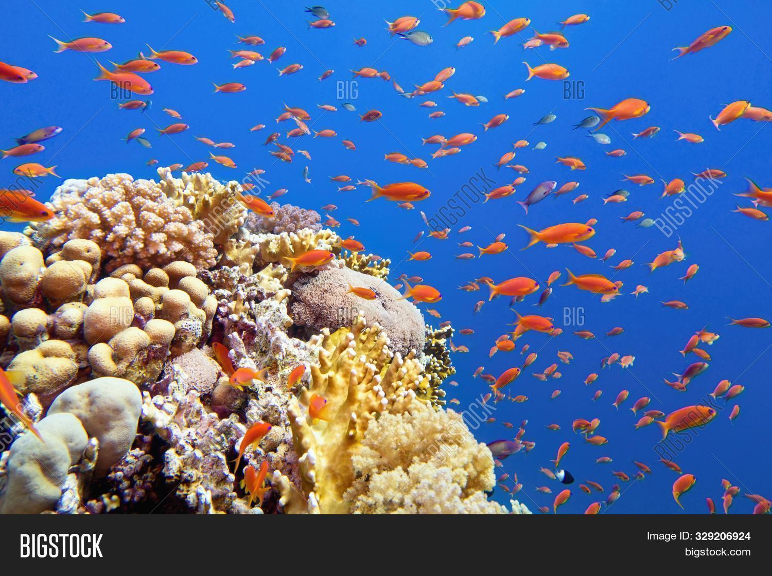 Beautiful Tropical Image & Photo (Free Trial) | Bigstock