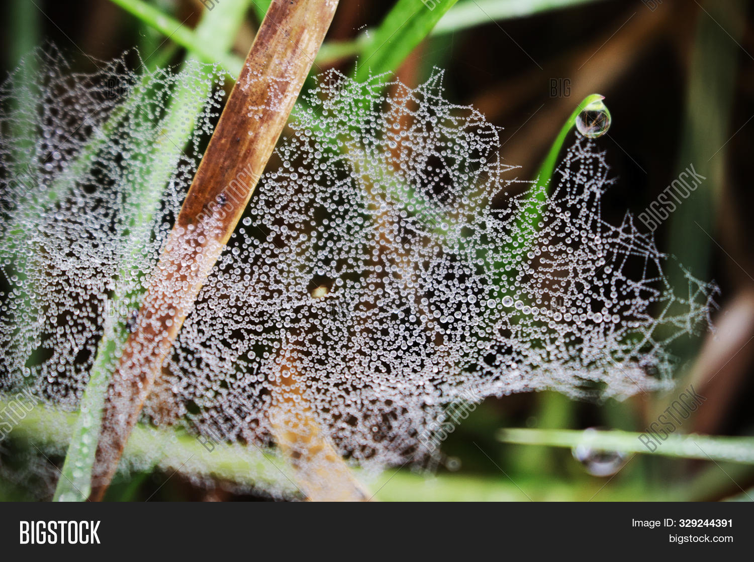 Wet Spider Web Covered Image & Photo (Free Trial) | Bigstock