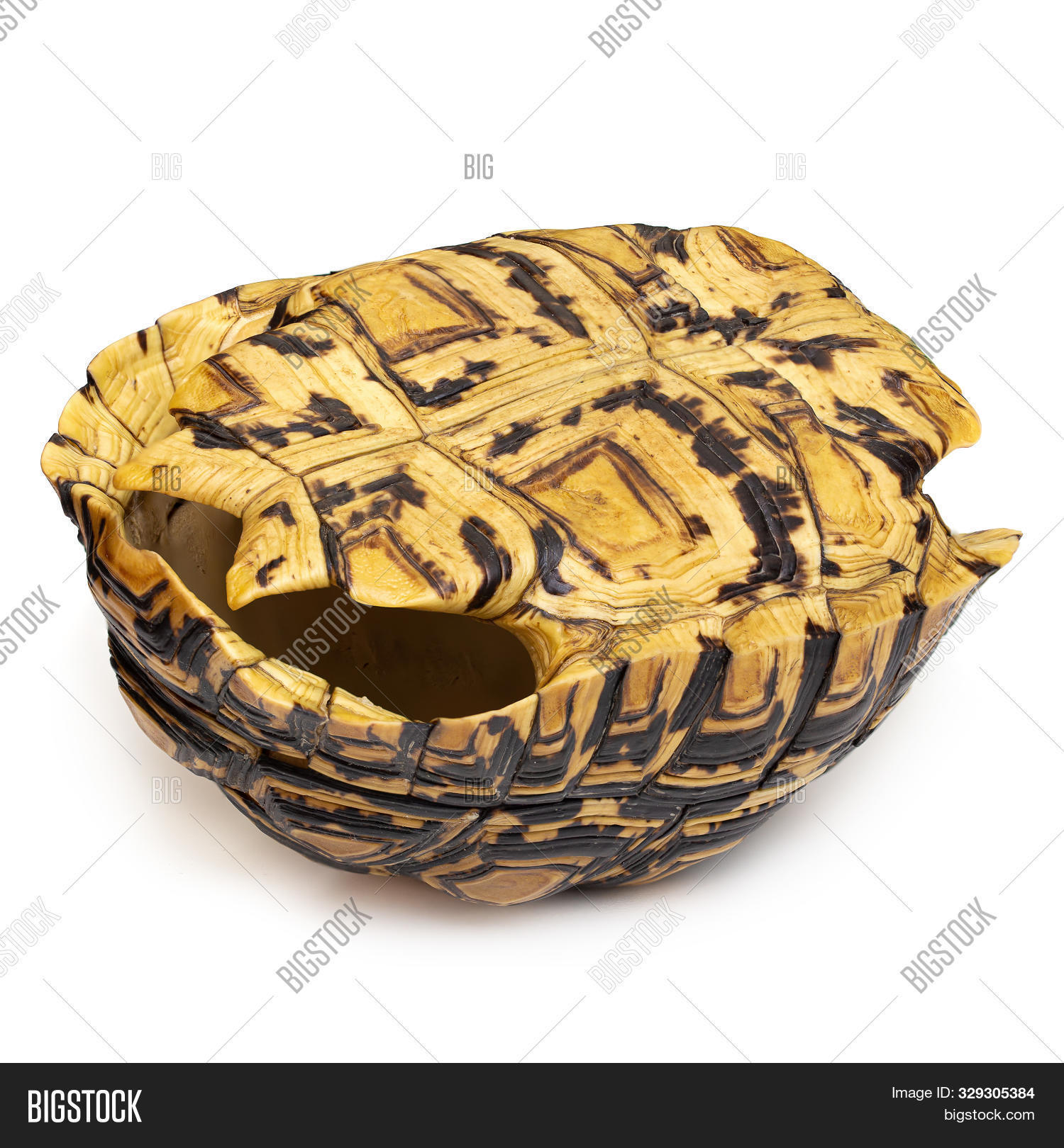 Close- Tortoise Shell Image & Photo (Free Trial) | Bigstock