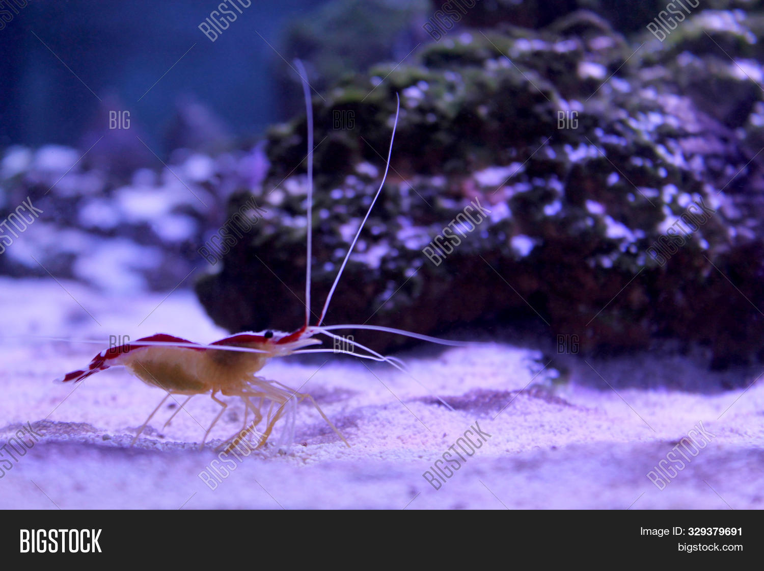Marine Background Image & Photo (Free Trial) | Bigstock