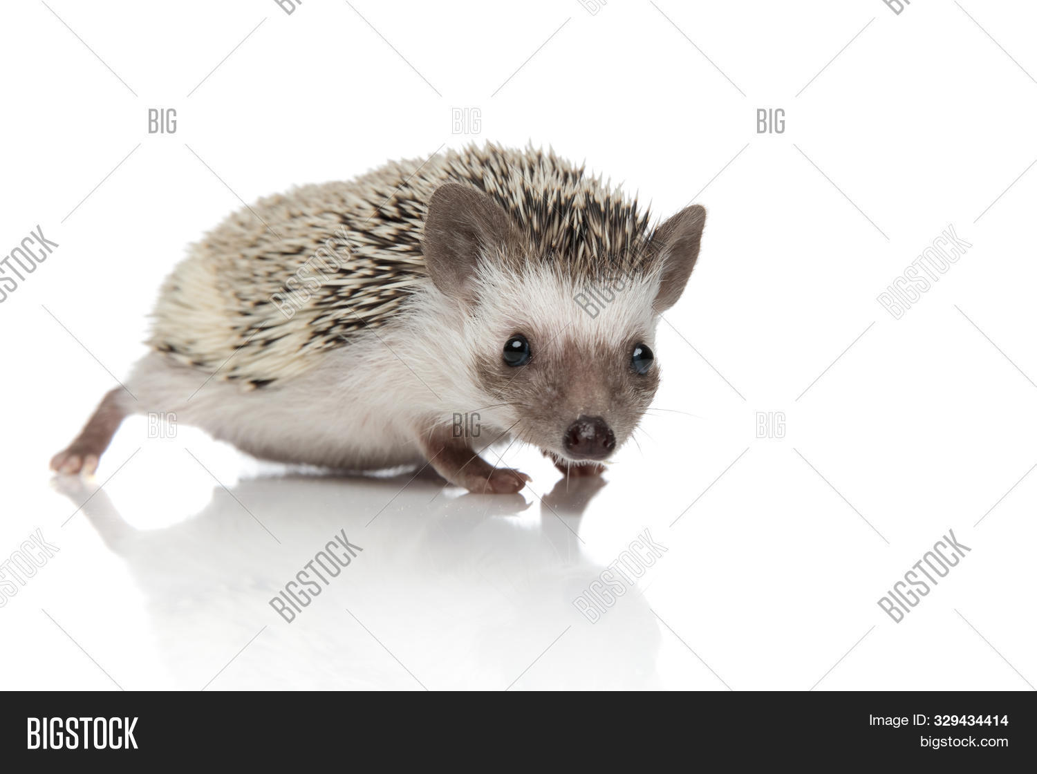 Cute Hedgehog Stepping Image & Photo (Free Trial) | Bigstock
