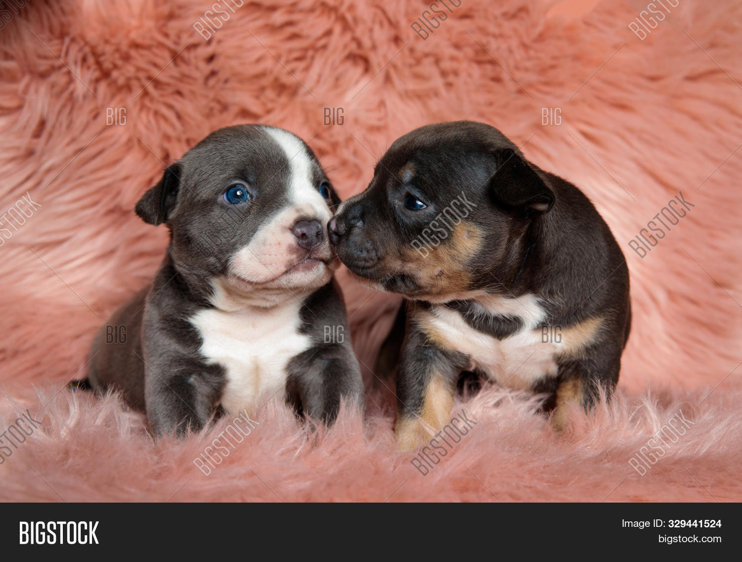 Cute American Bully Image & Photo (Free Trial) | Bigstock