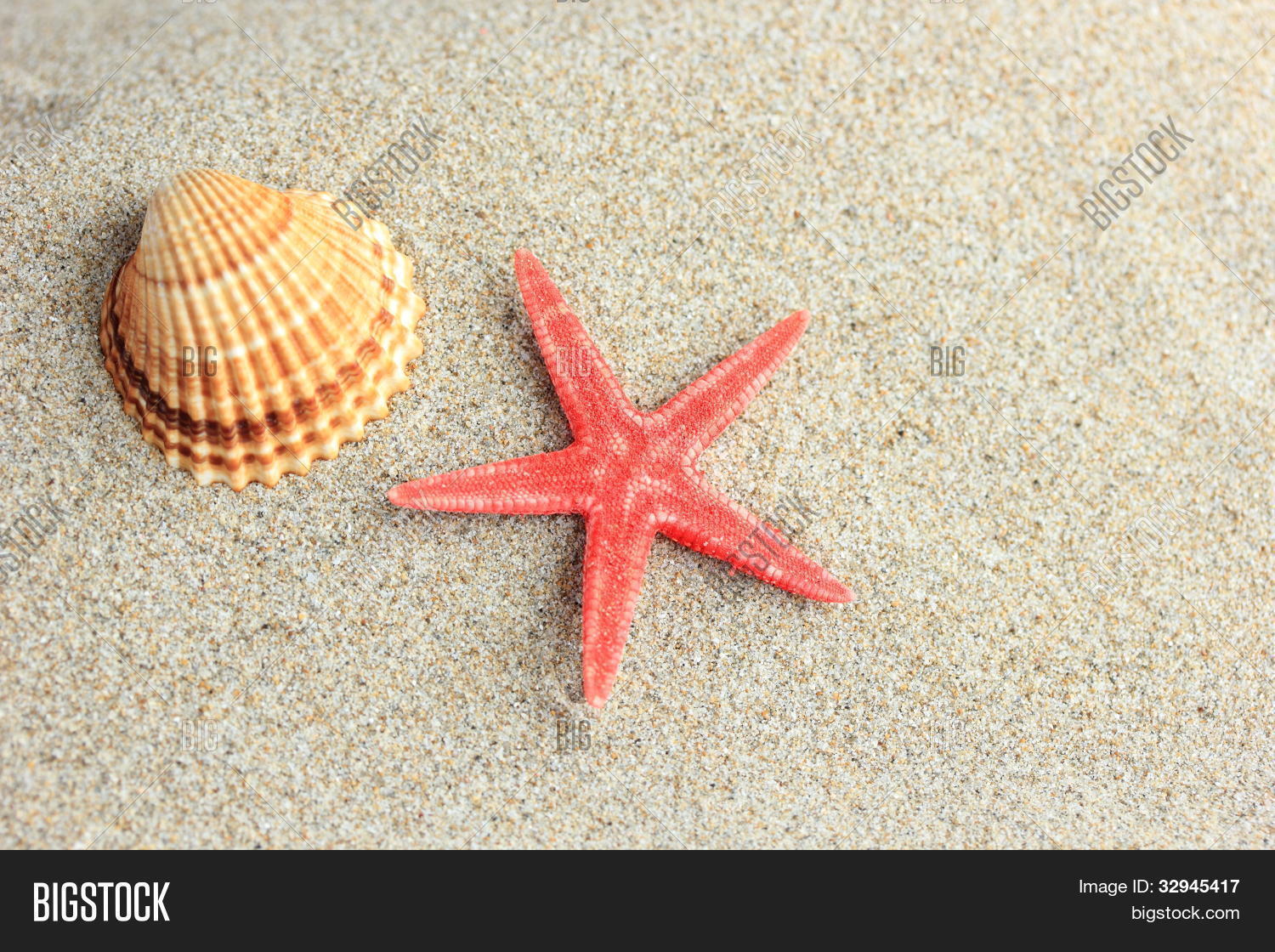 Seashell Starfish Image & Photo (Free Trial) | Bigstock