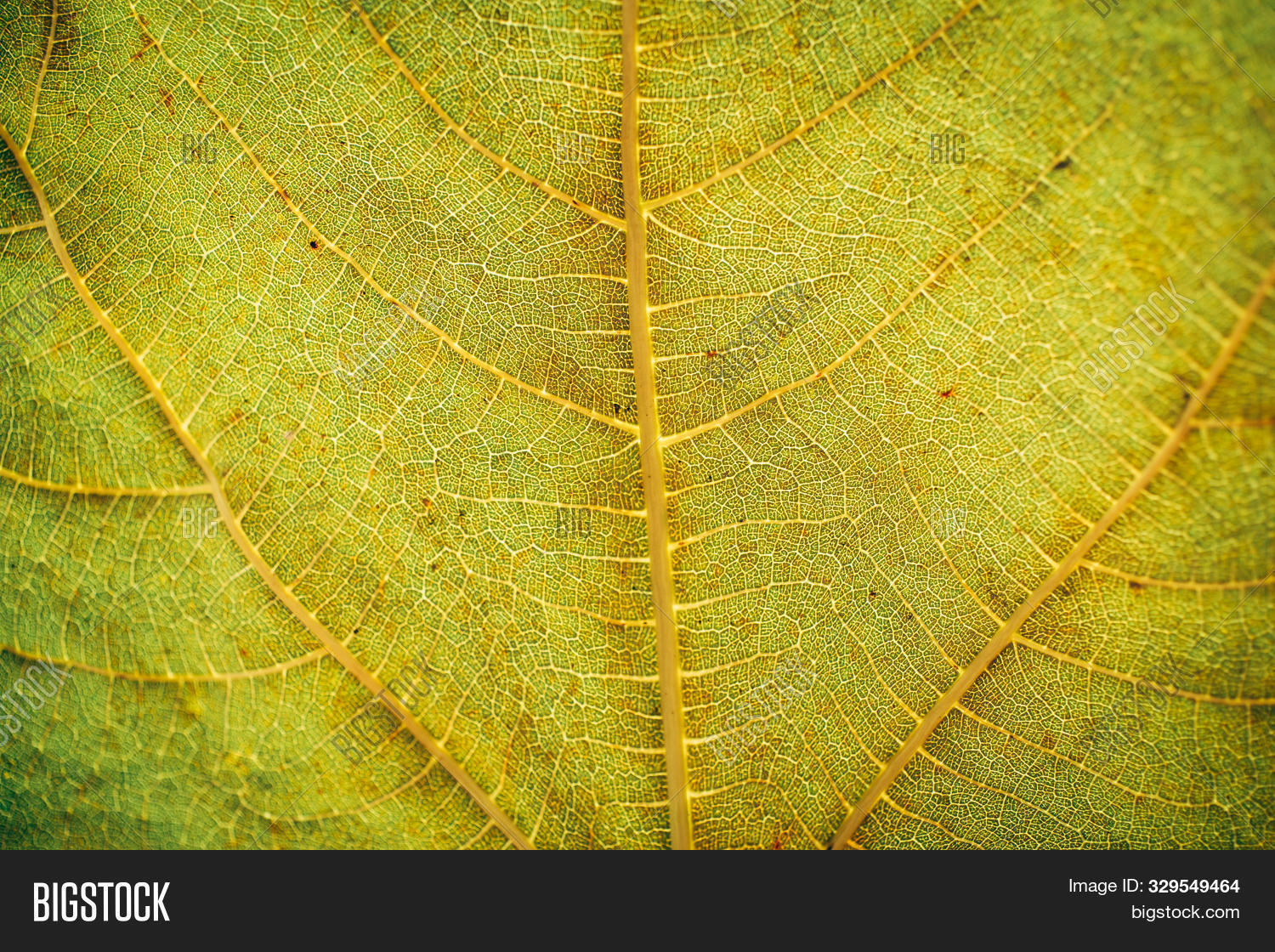 Green Leaf Texture Image & Photo (Free Trial) | Bigstock