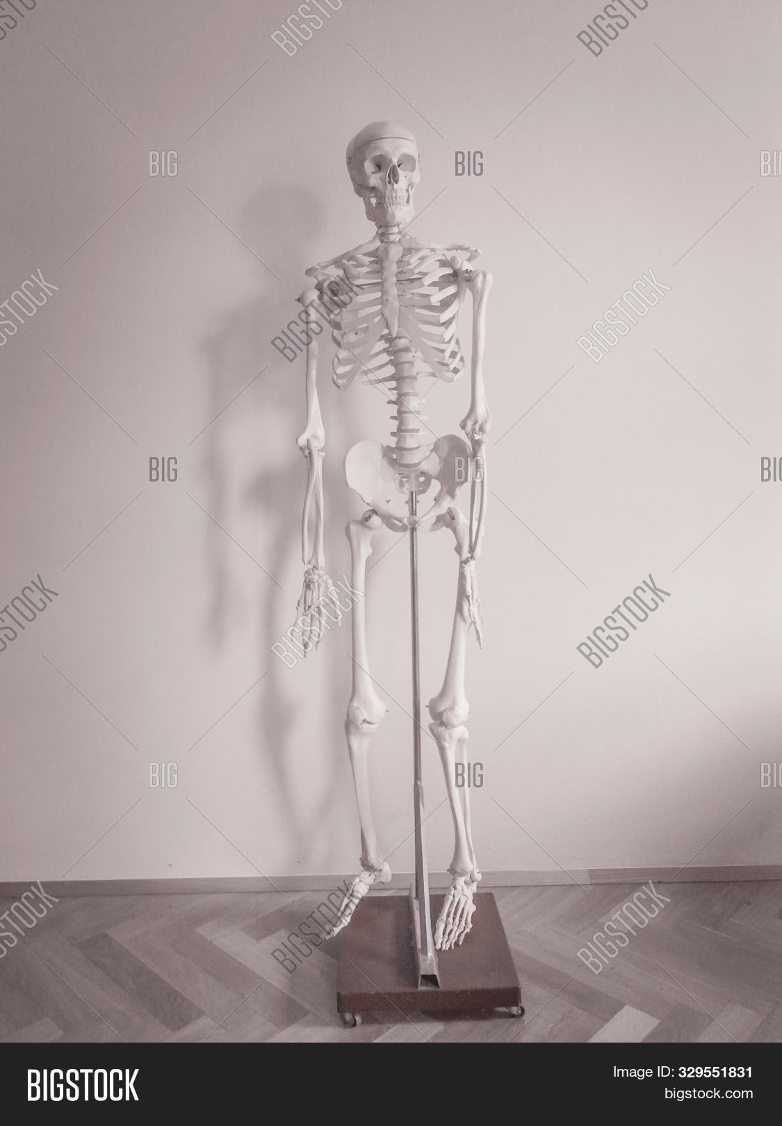 Front View Human Skull Image & Photo (Free Trial) | Bigstock