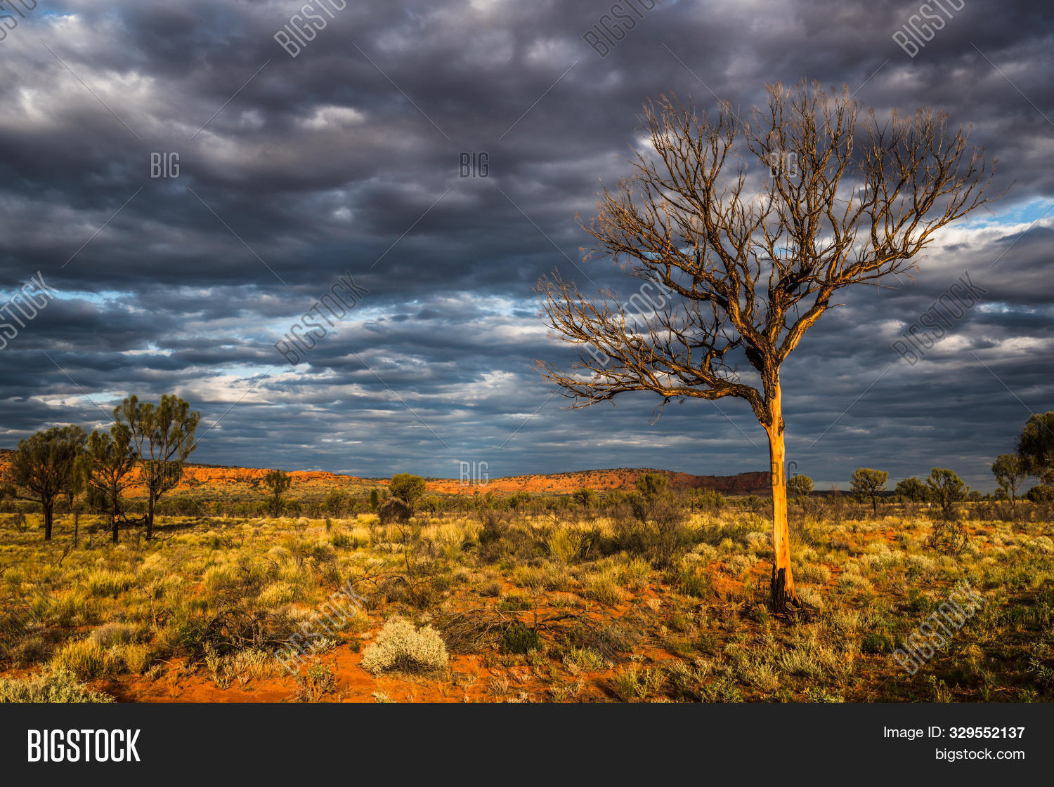 Hakea Tree Stands Image & Photo (Free Trial) | Bigstock