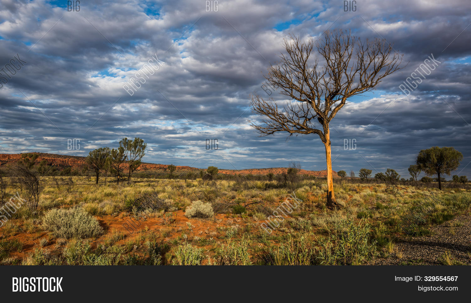 Hakea Tree Stands Image & Photo (Free Trial) | Bigstock