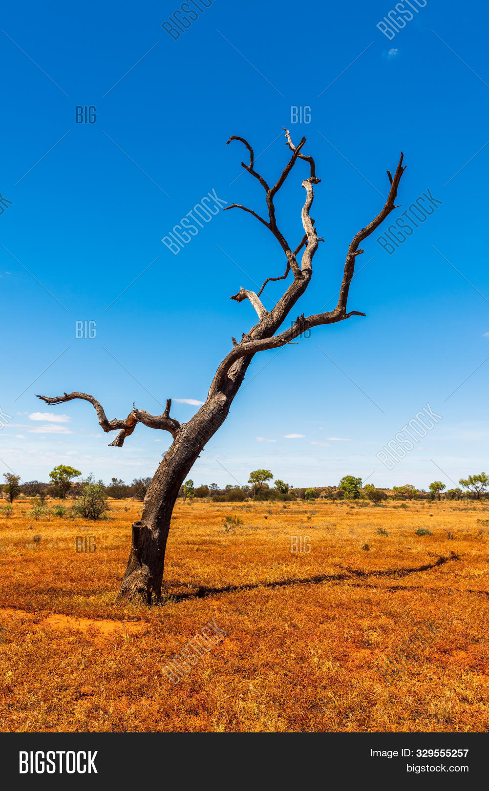 Hakea Tree Stands Image & Photo (Free Trial) | Bigstock