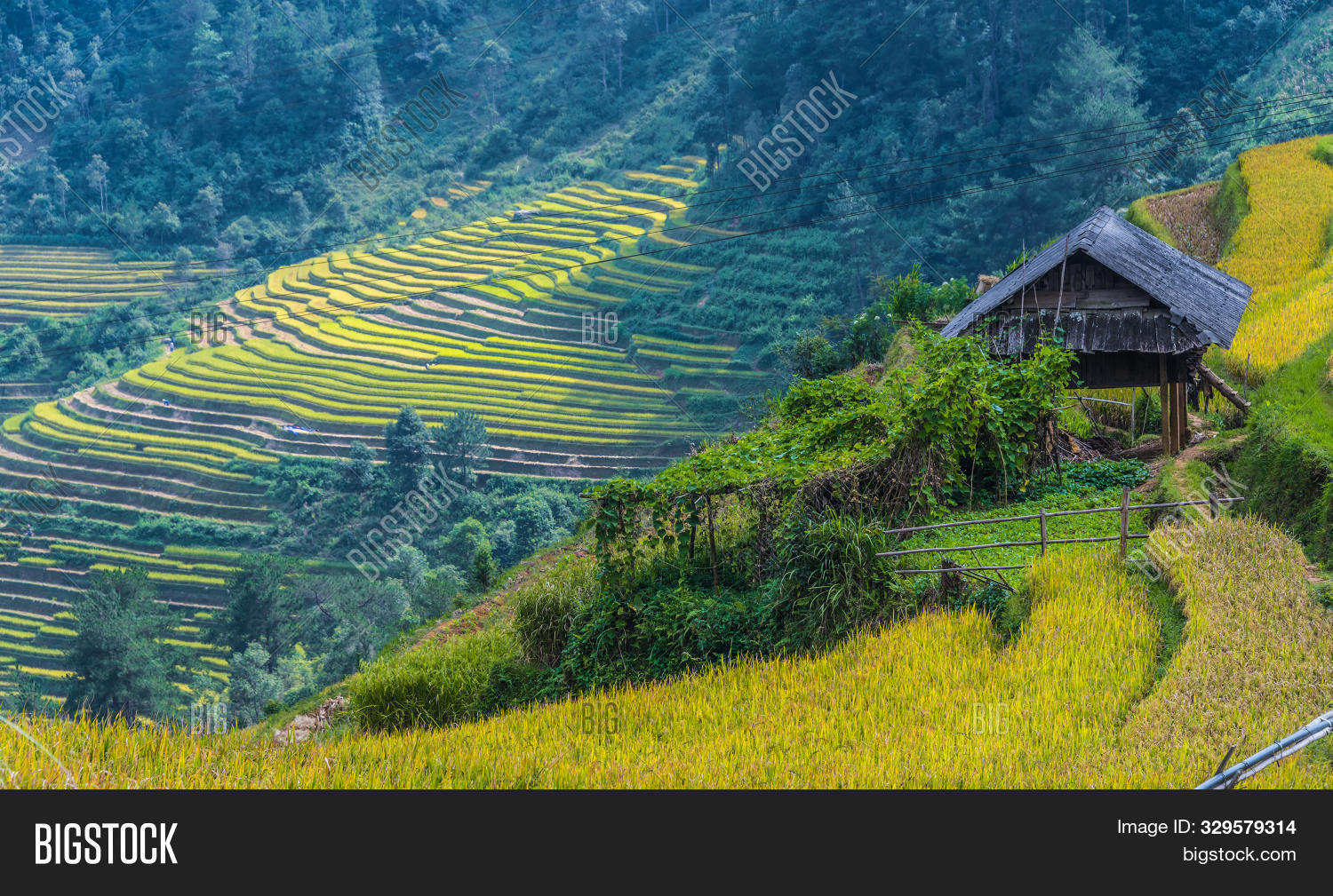 Landscape View Rice Image & Photo (Free Trial) | Bigstock