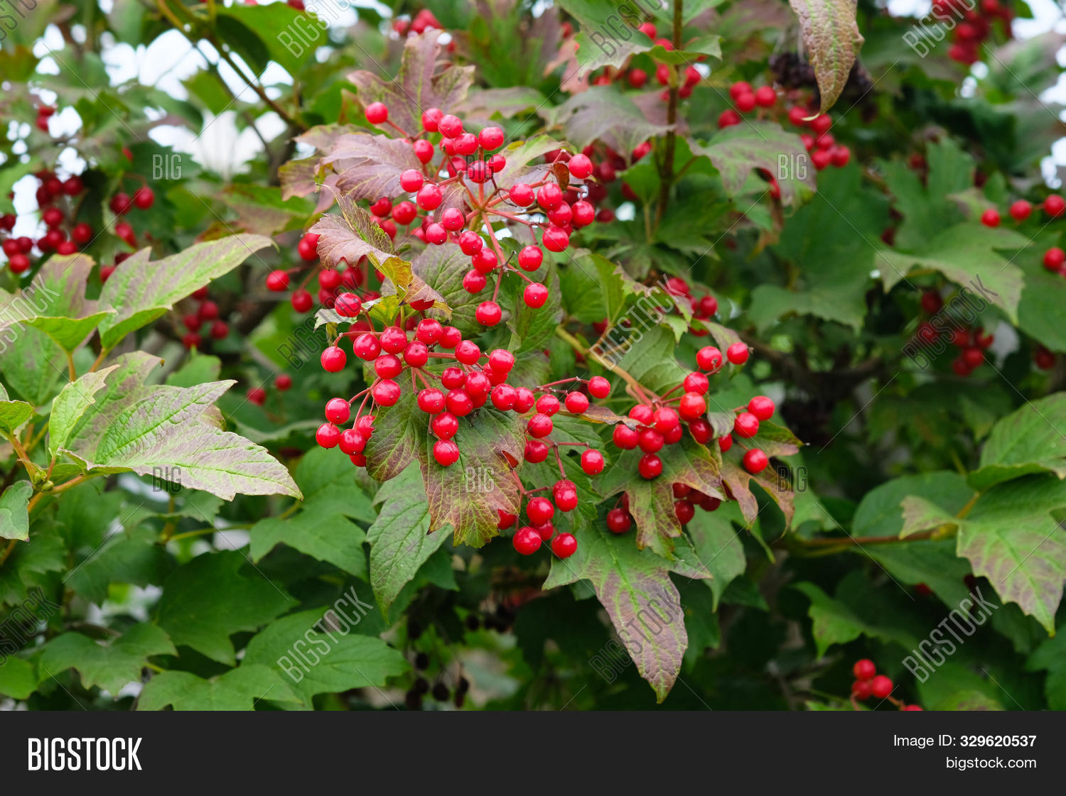Red Berries Viburnum Image & Photo (Free Trial) | Bigstock