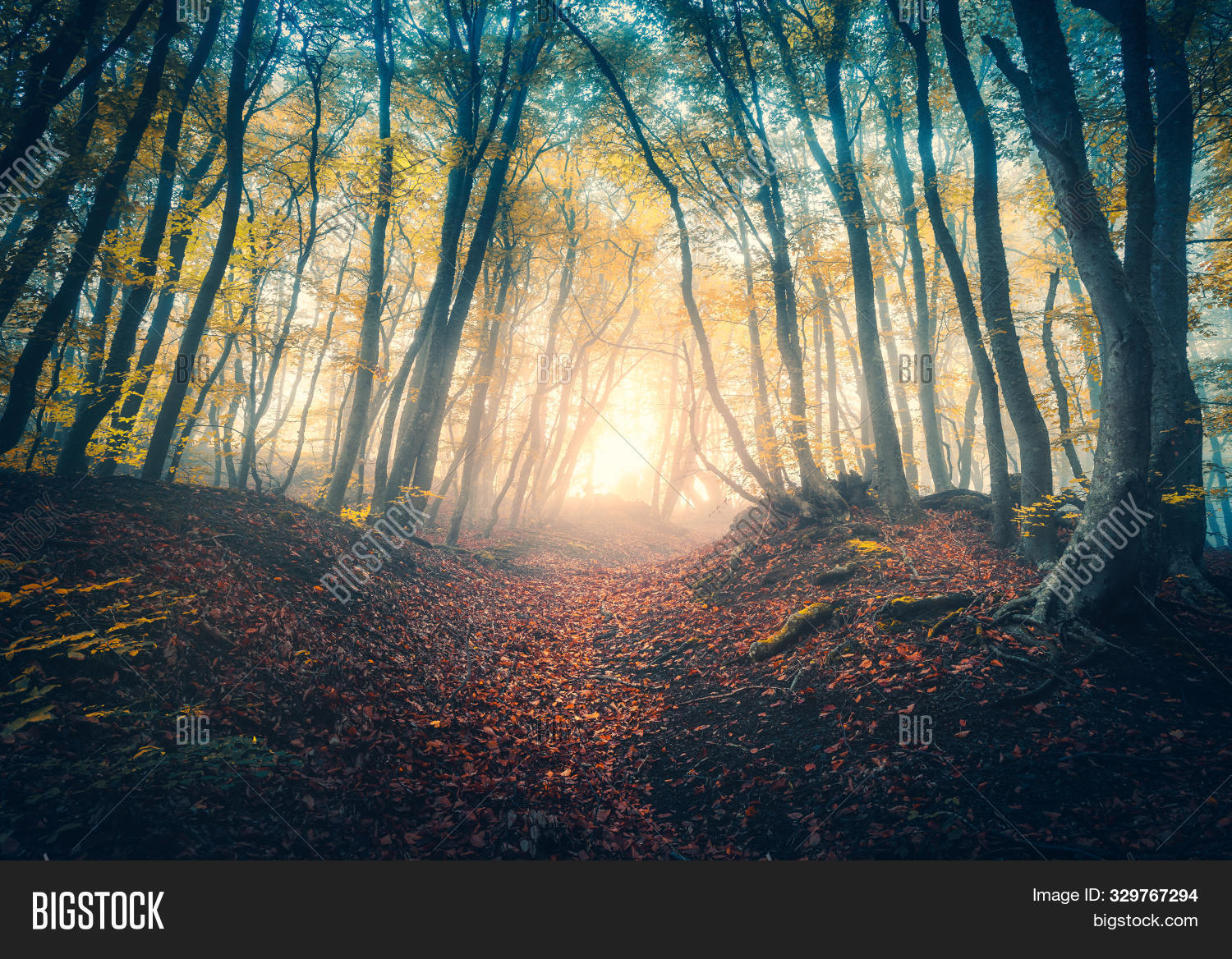 Path Beautiful Forest Image & Photo (Free Trial) | Bigstock