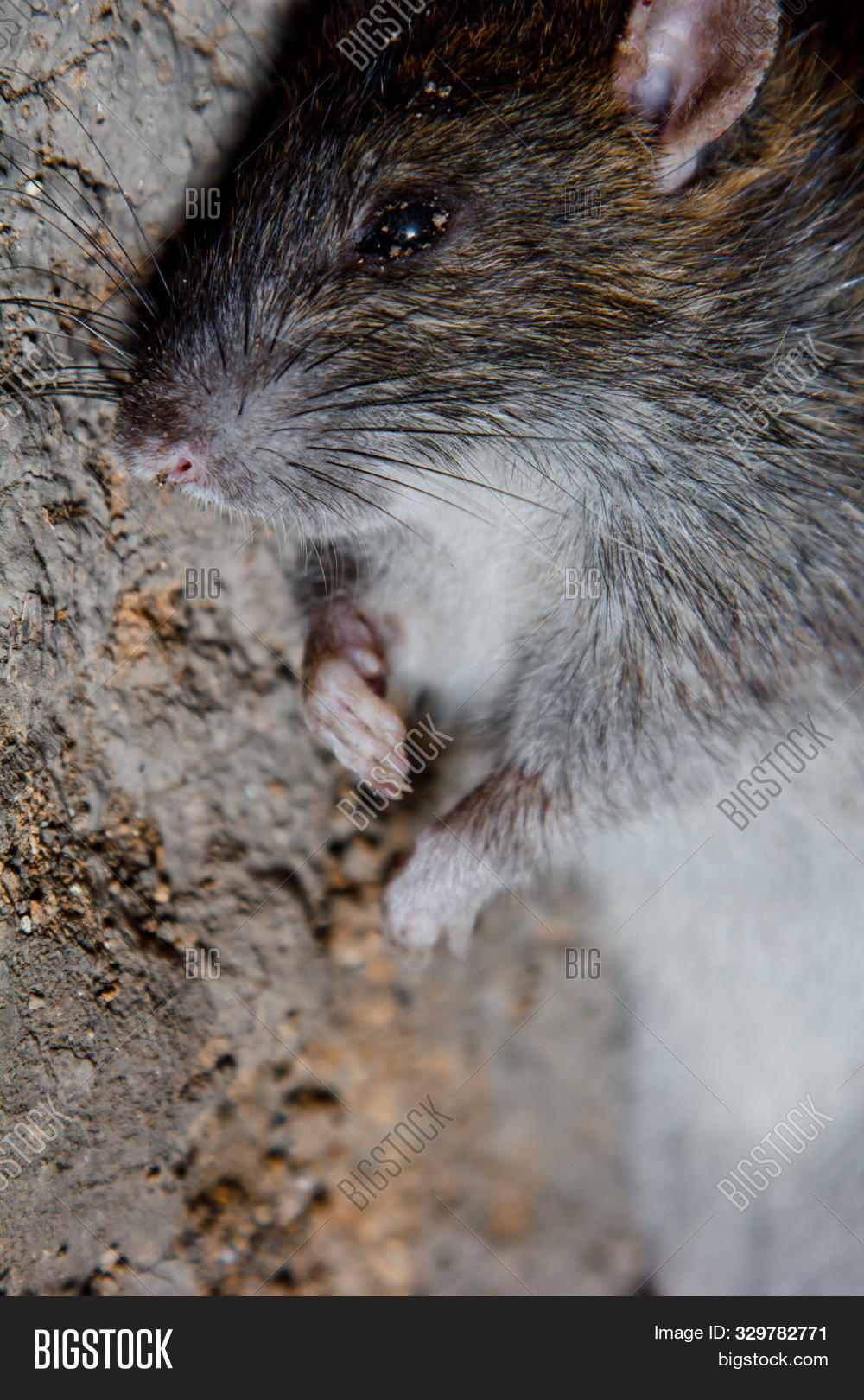 Big Dead Rat Lies On Image & Photo (Free Trial) | Bigstock