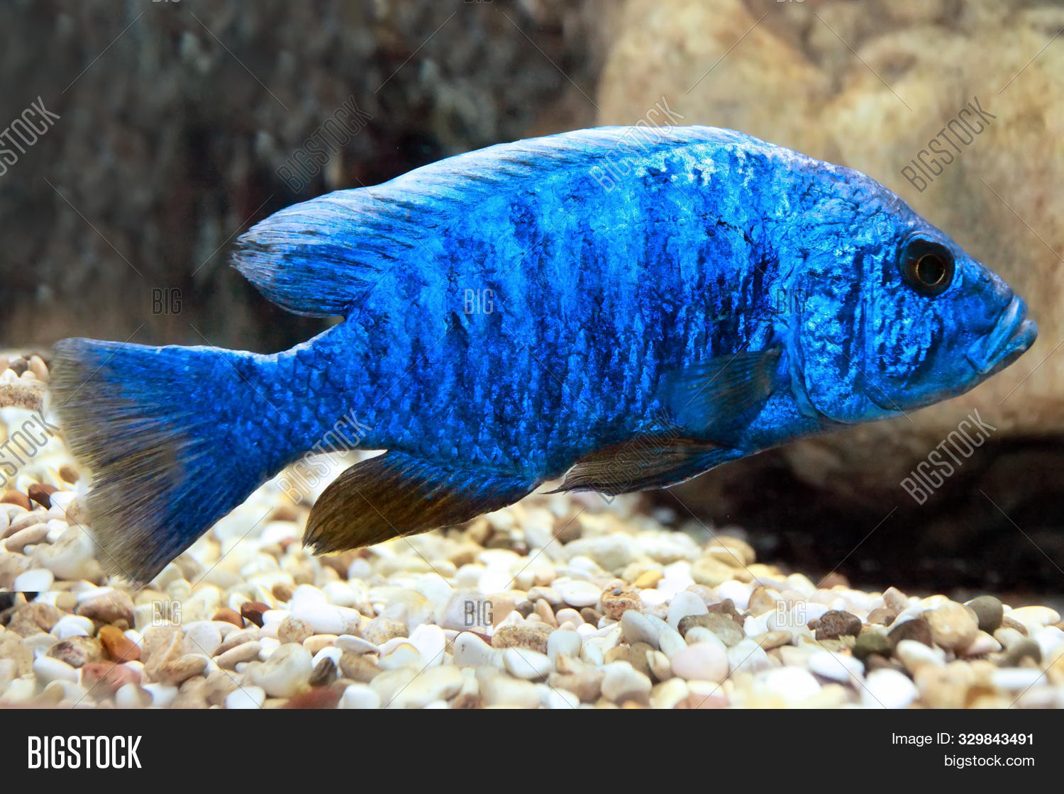 Fish Pseudotropheus Image & Photo (Free Trial) | Bigstock