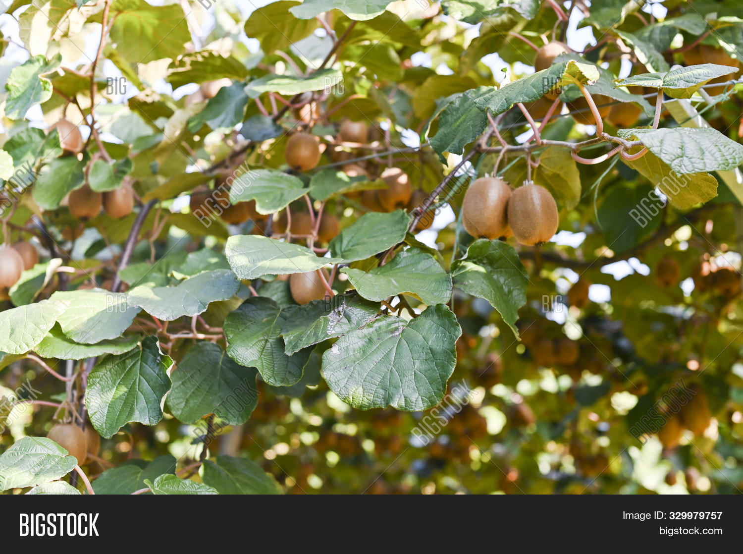 Kiwi On Kiwi Tree Image & Photo (Free Trial) | Bigstock