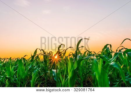 Sunset Over Corn Image & Photo (Free Trial) | Bigstock