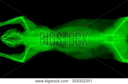 Green Ct Scan 图片和照片（免费试用） | Bigstock