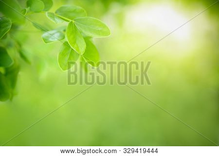 Greenery Background Images, Illustrations & Vectors (Free) - Bigstock