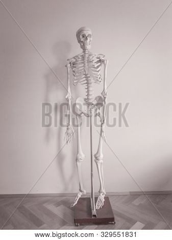 Front View Human Skull Image & Photo (Free Trial) | Bigstock