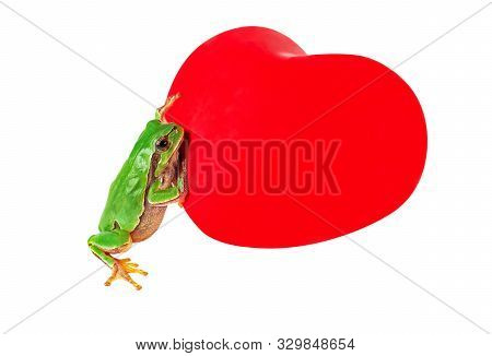 Frog Heart Shape. Image & Photo (Free Trial) | Bigstock