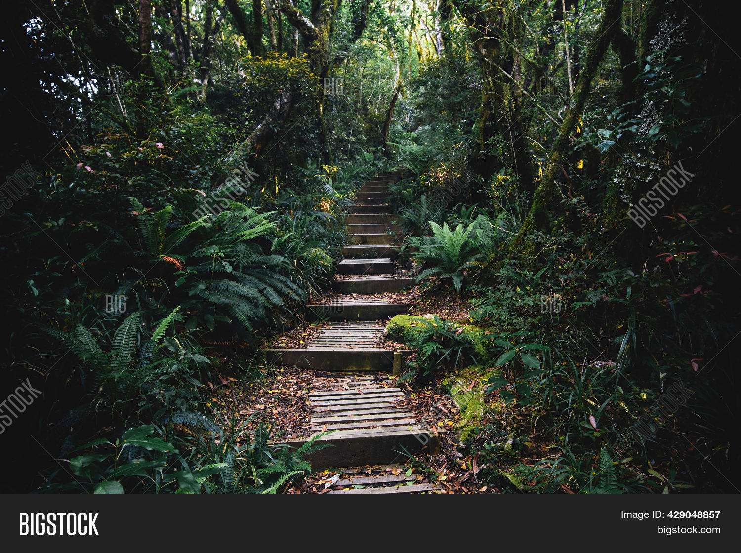 Pathway Tropical Image & Photo (Free Trial) | Bigstock