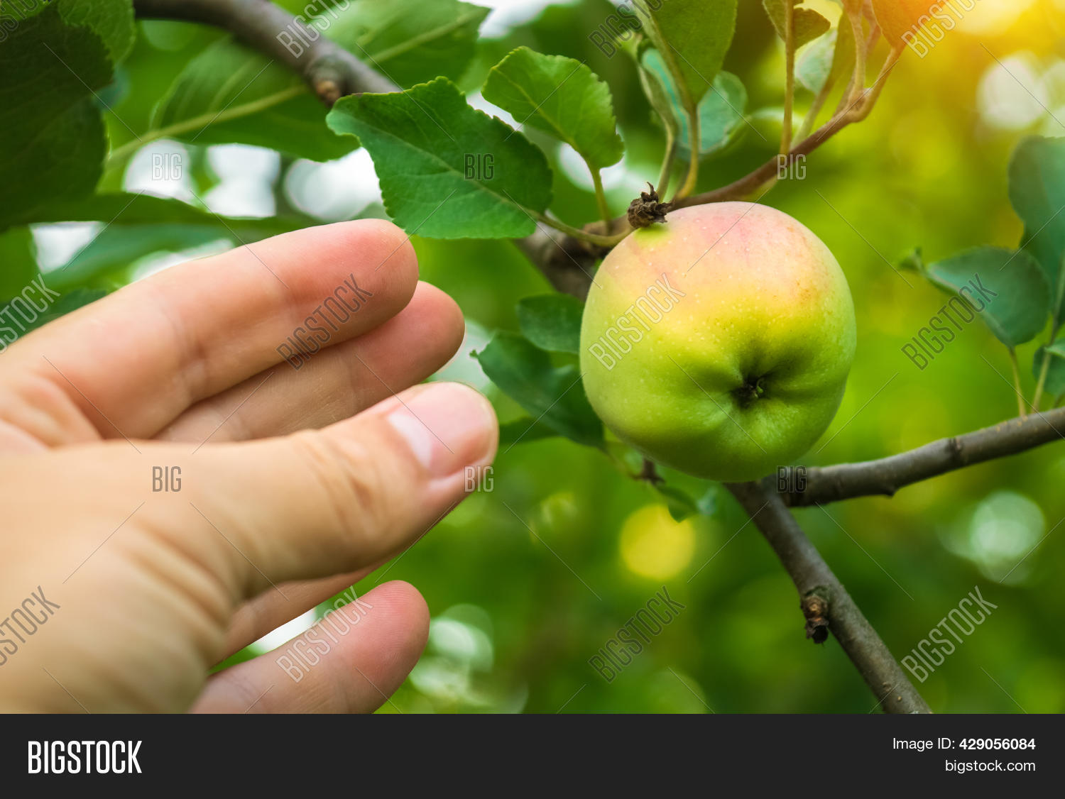 Hand Reaching Into Image & Photo (Free Trial) | Bigstock