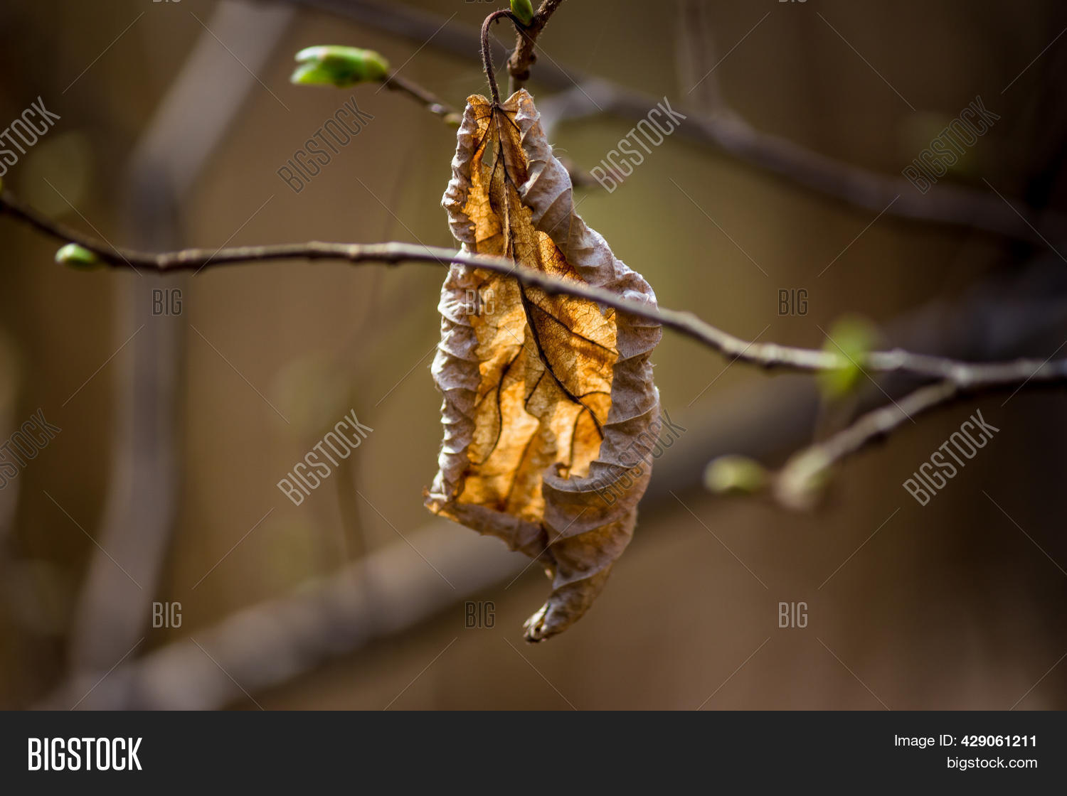 Old Dry Leaves New Image & Photo (Free Trial) | Bigstock