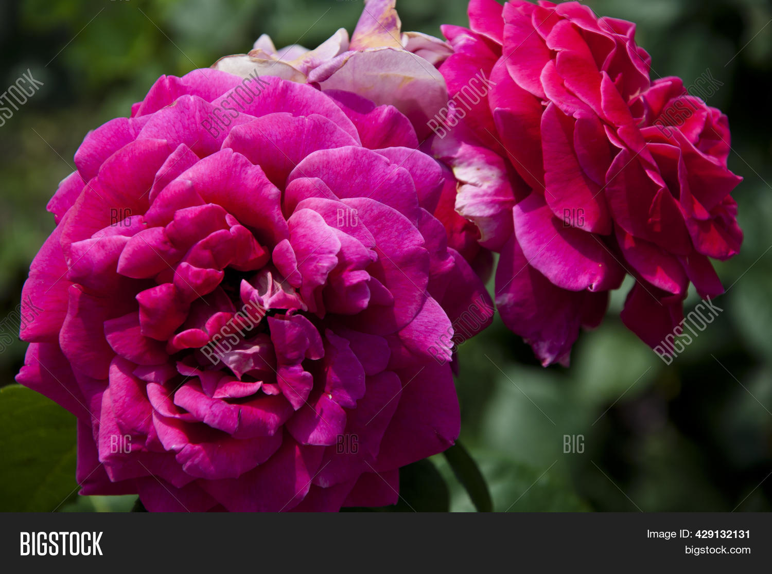 Violet Rose Flower Image & Photo (Free Trial) | Bigstock