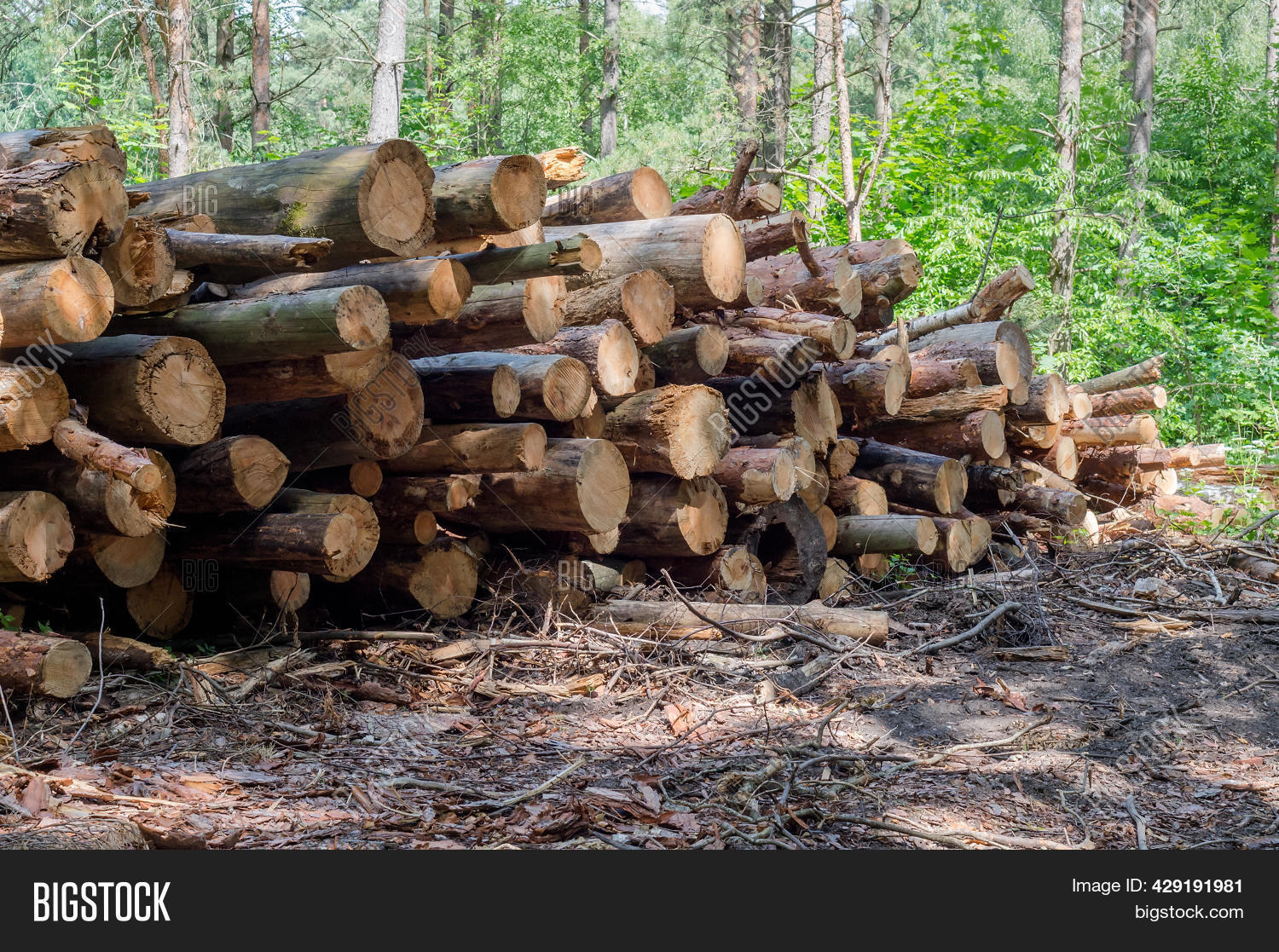 Felling Trees. Trunks Image & Photo (Free Trial) | Bigstock