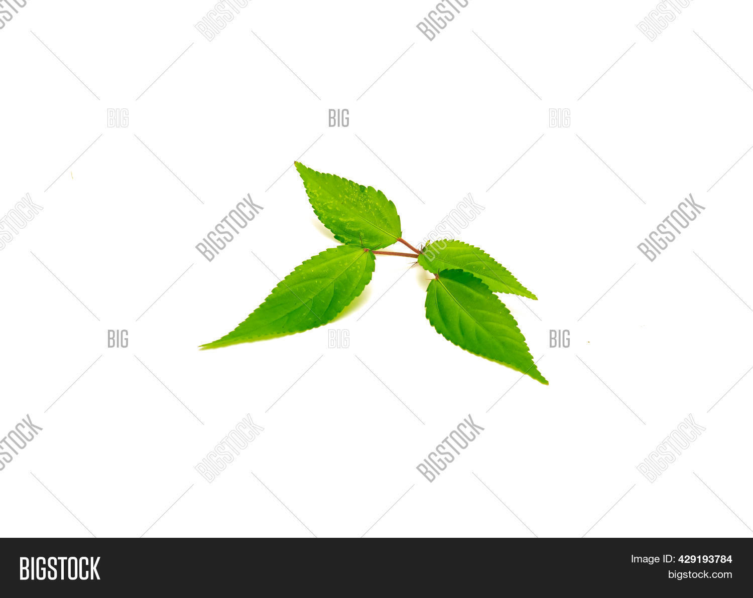 Branch Jute Mallow Image & Photo (Free Trial) | Bigstock