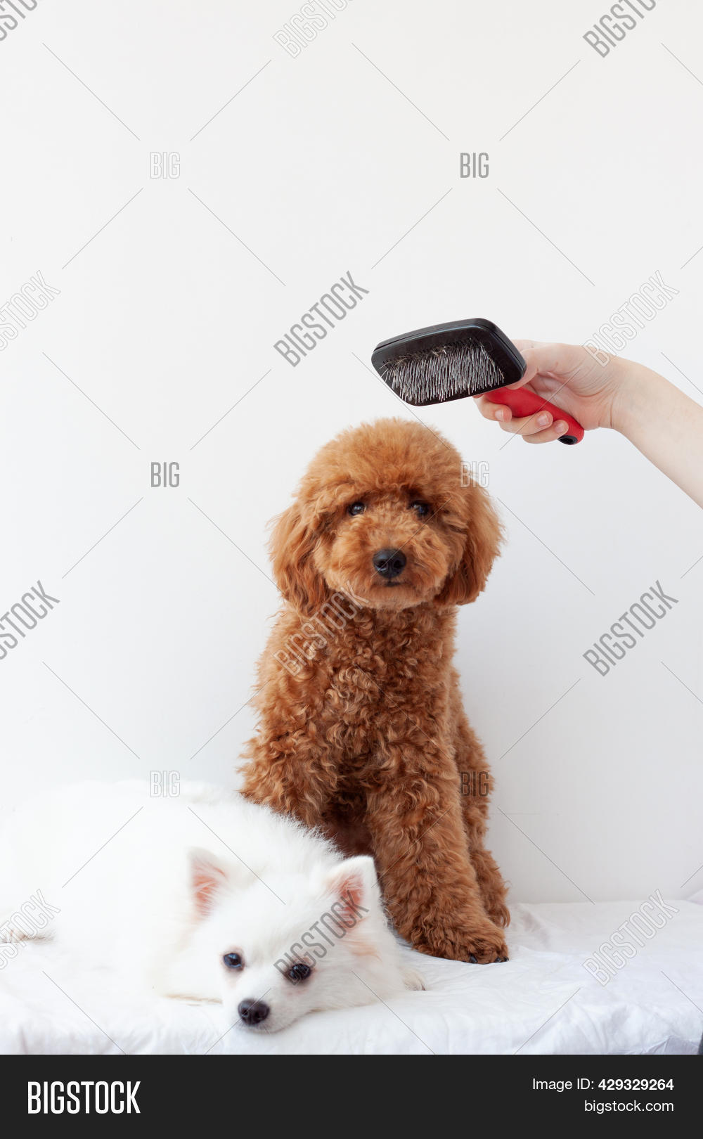 Two Small Dogs Image & Photo (Free Trial) | Bigstock